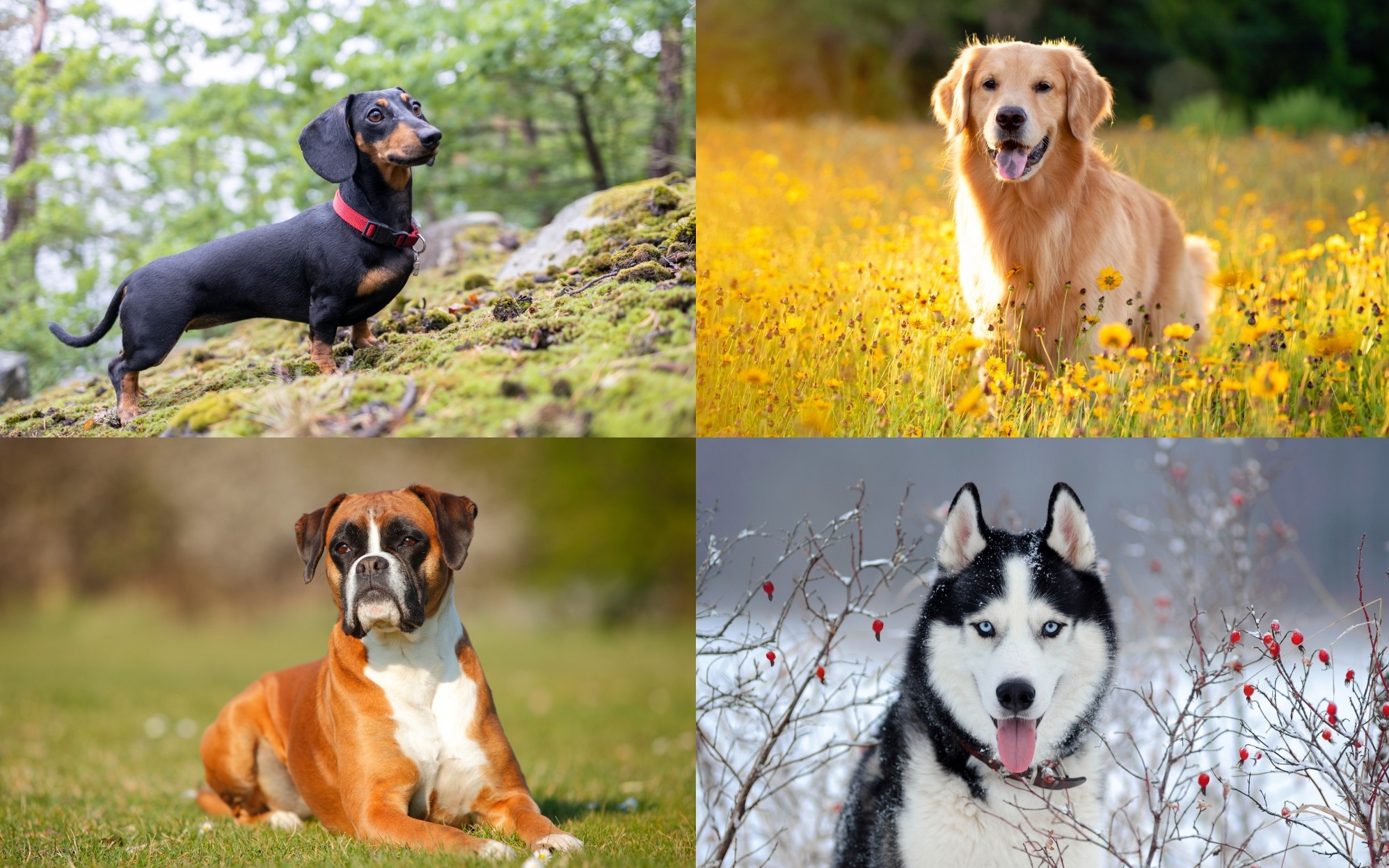 Giornata mondiale del cane: le 10 razze più belle. FOTO | Sky TG24