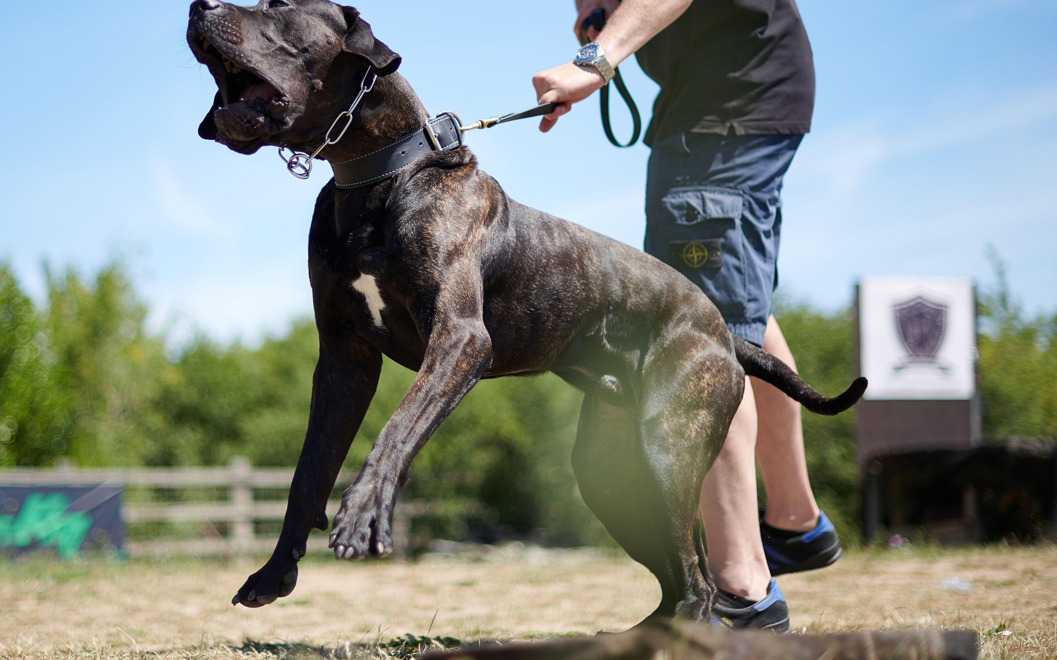 Firenze, cane morde neonato alla testa: è in gravi condizioni | Sky TG24