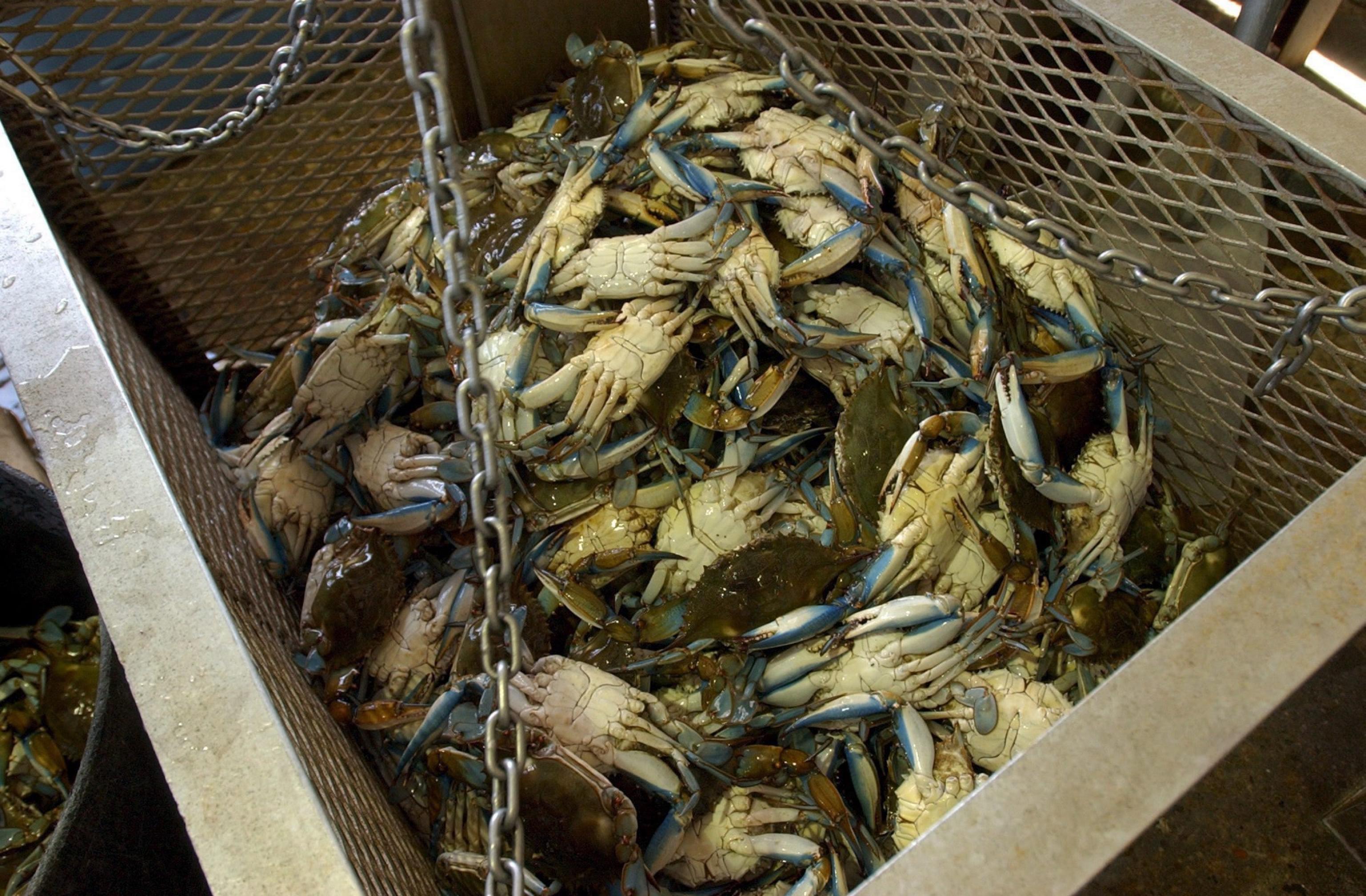 Granchio blu, perso il 50% di vongole e cozze: danni per 100 milioni ...