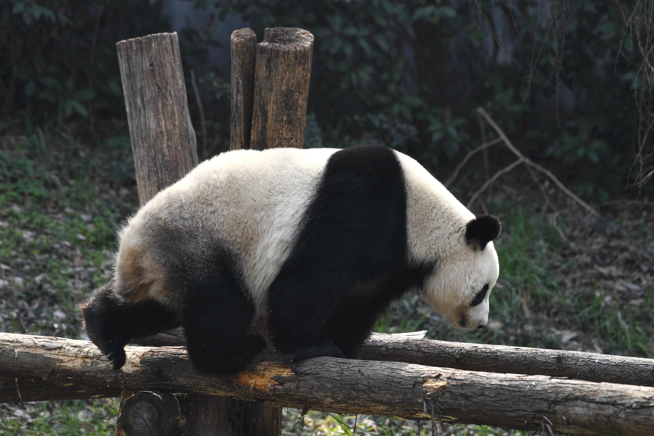 Cina, nello zoo di Jinan la star è un panda gigante. FOTO | Sky TG24