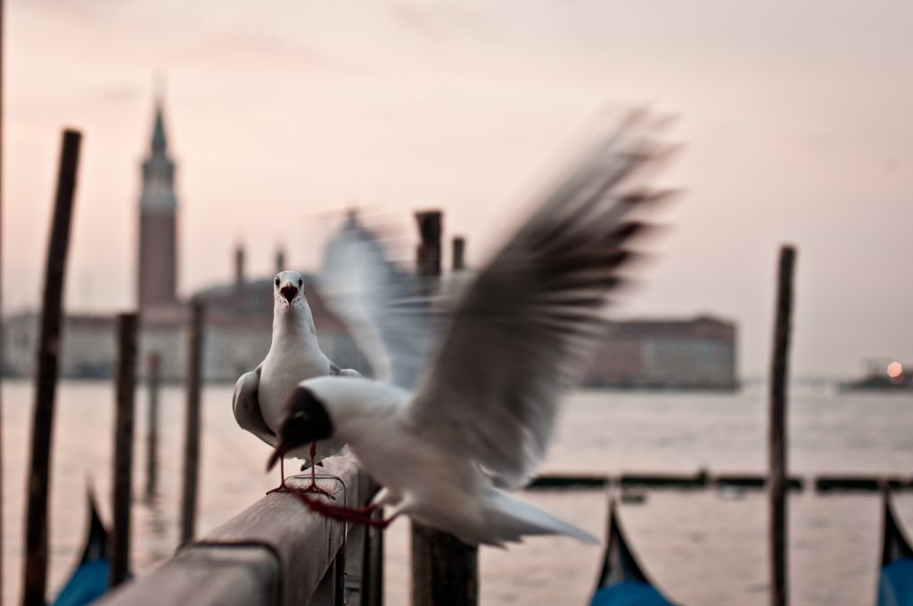Venezia, nasce una guida bilingue per convivere con i gabbiani reali