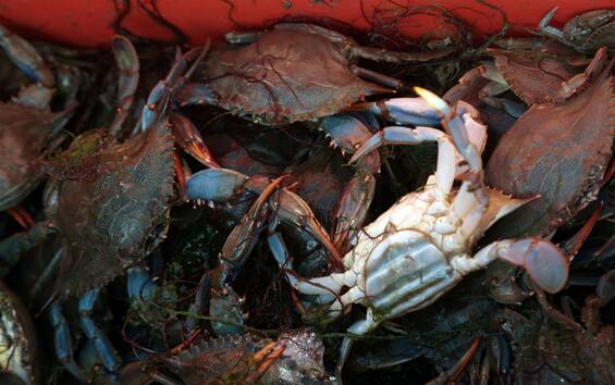 Granchio blu, scoperta nuova specie nell'Adriatico: viene dal Mar Rosso ...