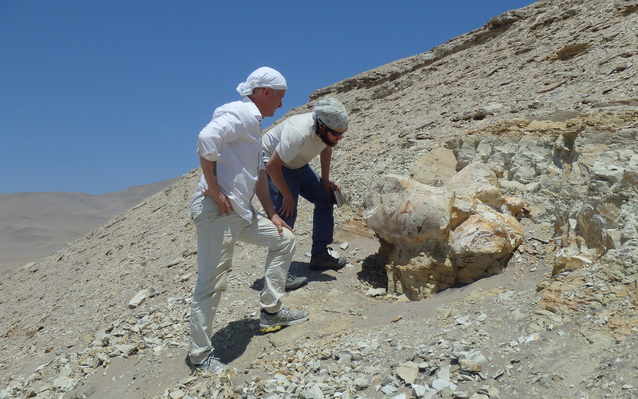 Perucetus colossus, animale più pesante mai esistito scoperto in Perù ...