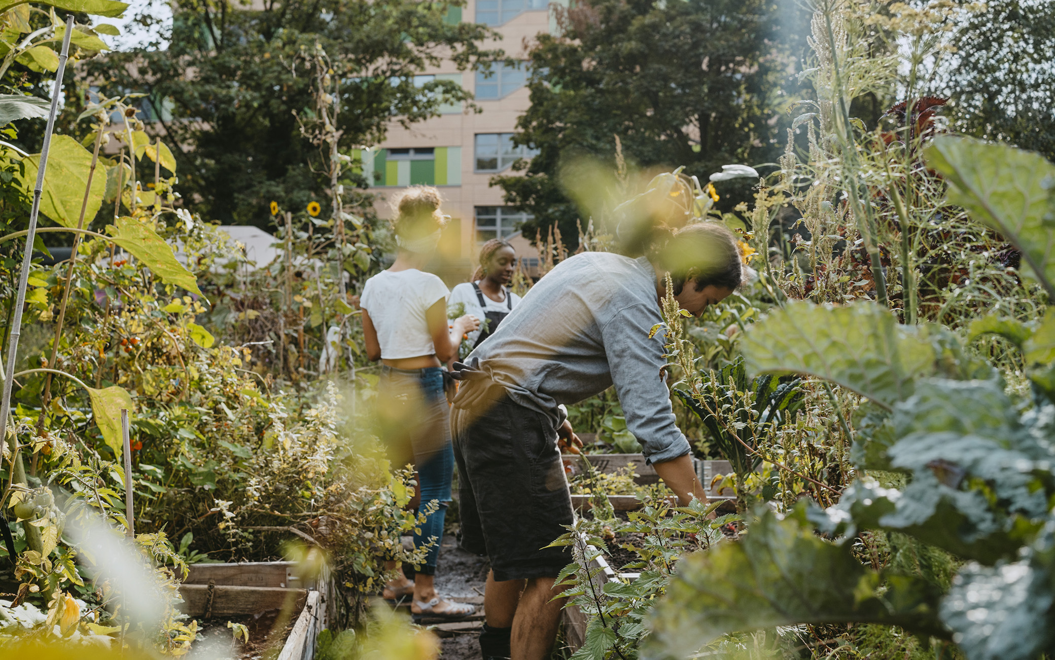 Orto-mania per il 62% degli italiani. I 10 consigli da seguire | Sky TG24