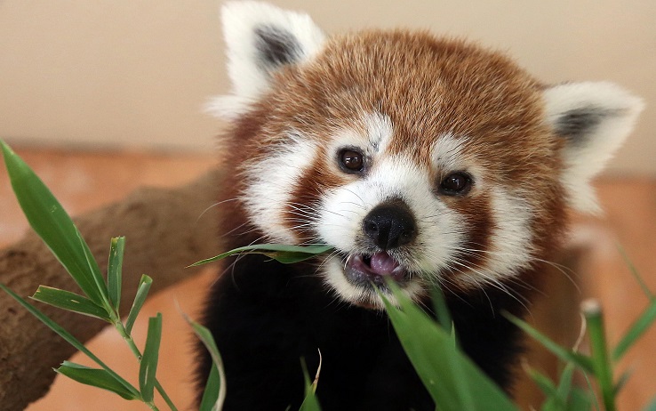 Lupi della criniera, due cuccioli nati in un parco animali vicino ...