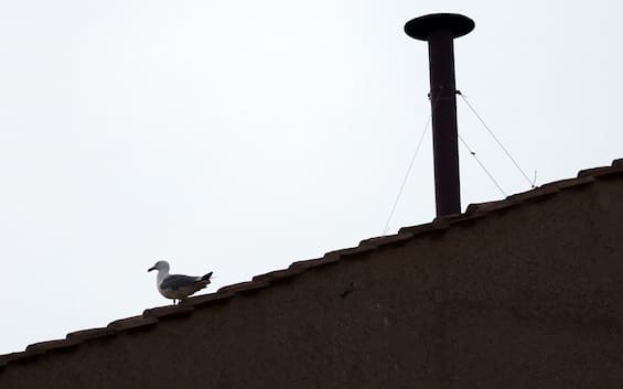 Gabbiani a Roma, perché sono in aumento in città: cause e comportamento ...