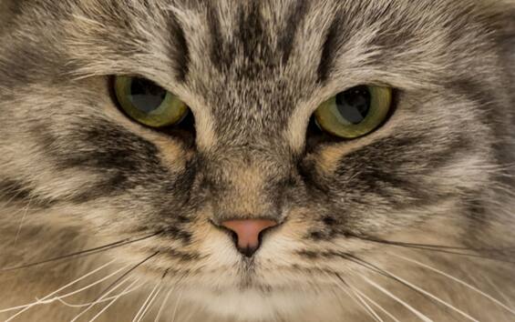 Una giornata di festa per i gatti italiani | Sky TG24