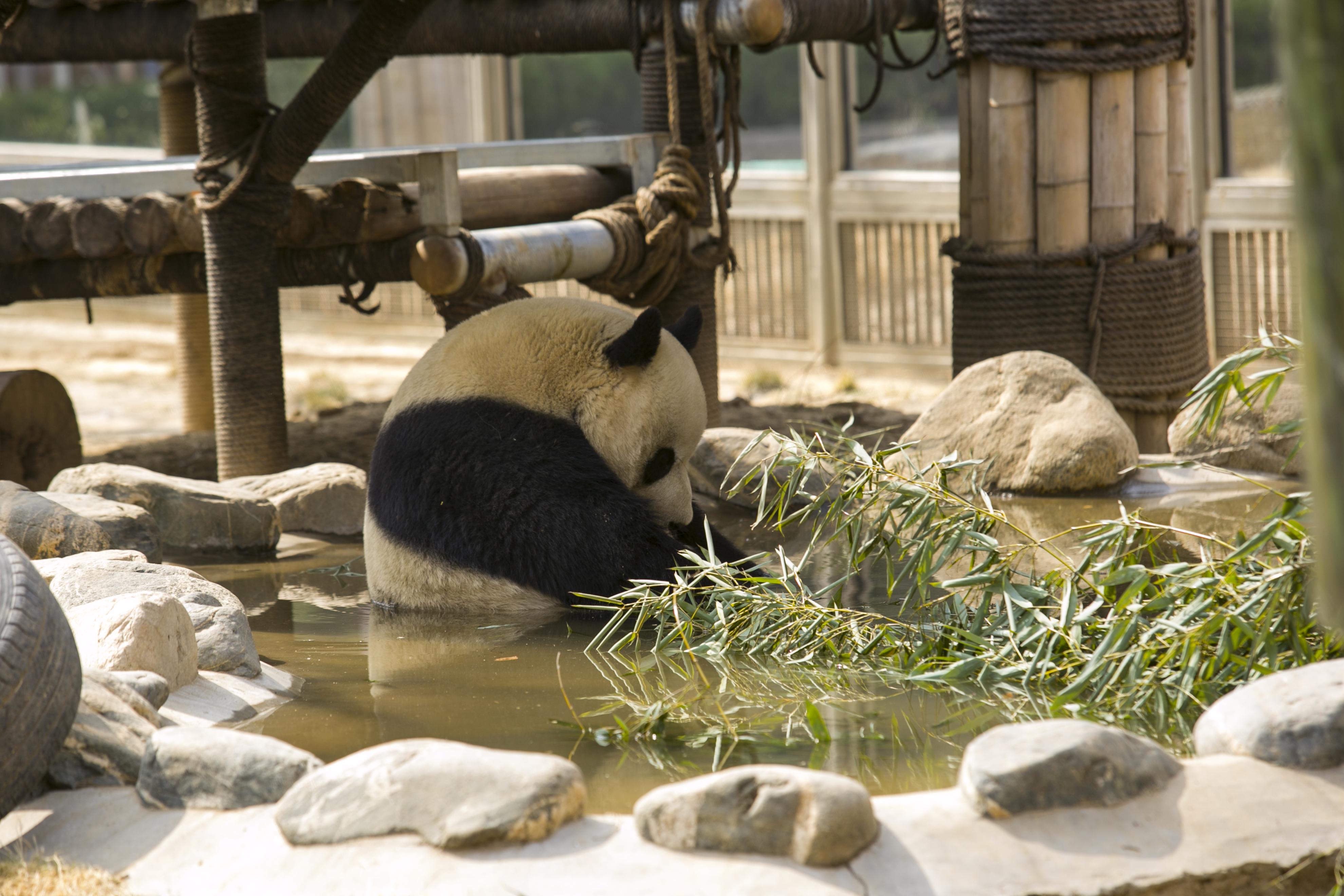 Cina, nello zoo di Jinan la star è un panda gigante. FOTO | Sky TG24