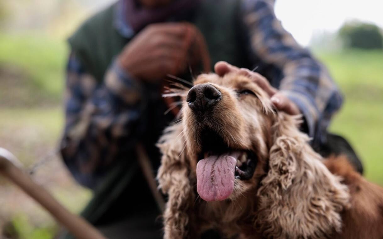 Leo cane cieco da tartufi vince Pet Carpet Film Festival 2025 | Sky TG24