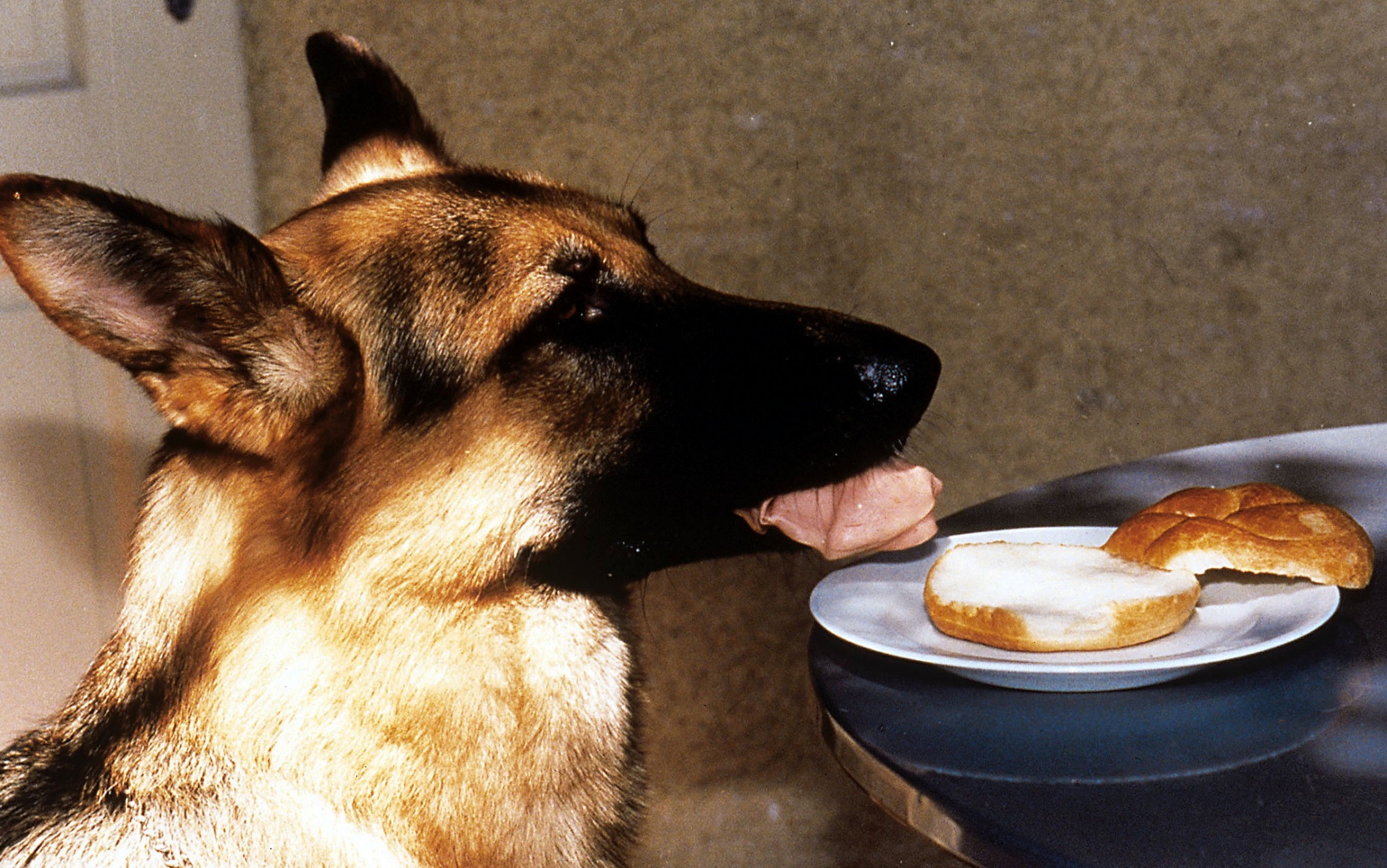 'Il Commissario Rex', 30 anni fa il debutto della serie tv cult: 11 ...