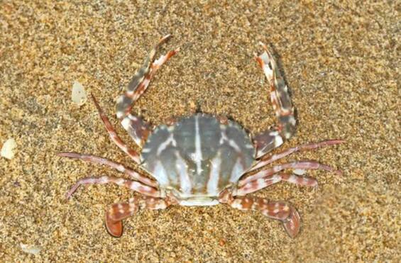 Granchio crocifisso, nuova specie aliena avvistata nel Mar Adriatico ...