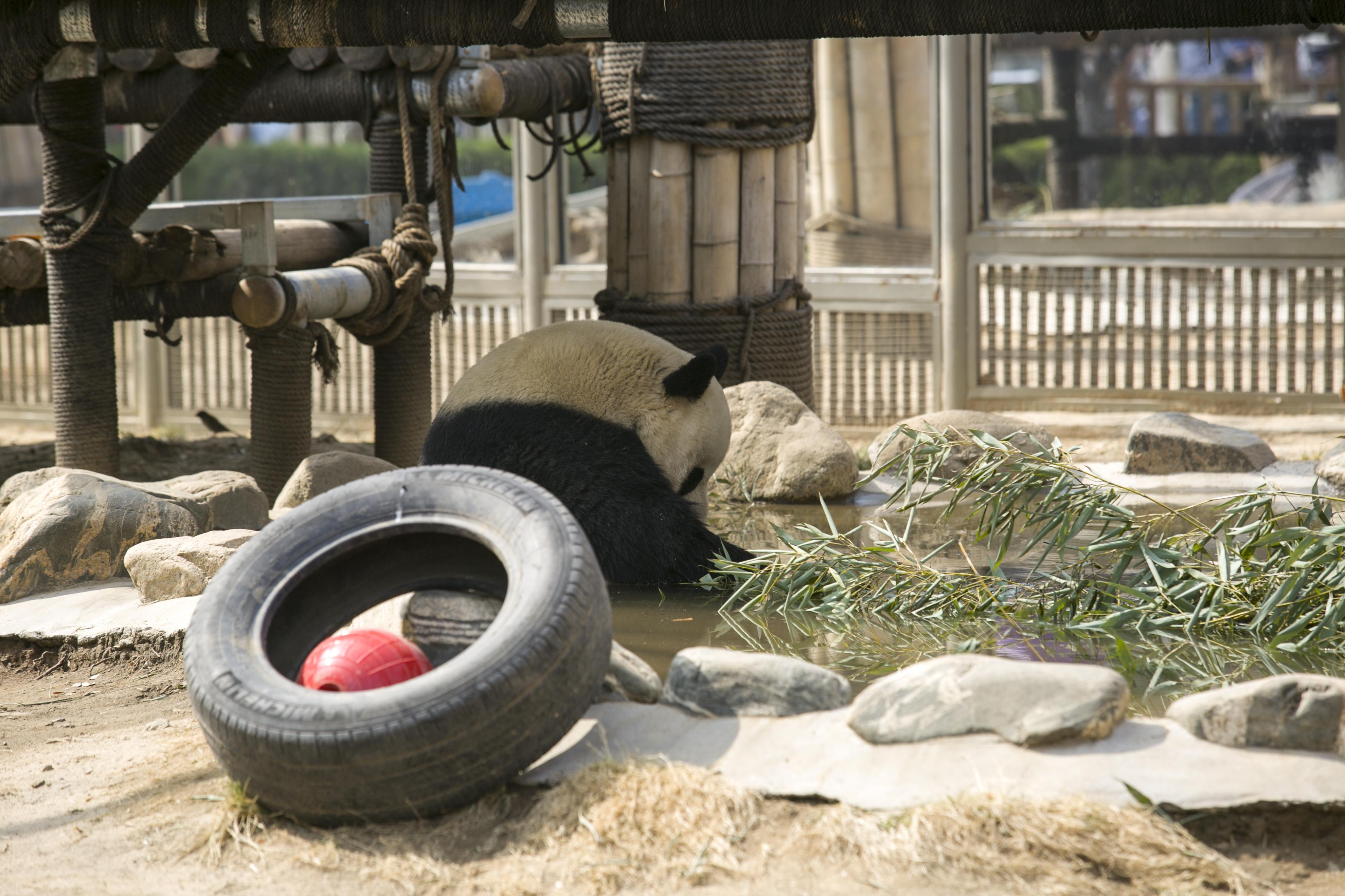 Cina, nello zoo di Jinan la star è un panda gigante. FOTO | Sky TG24