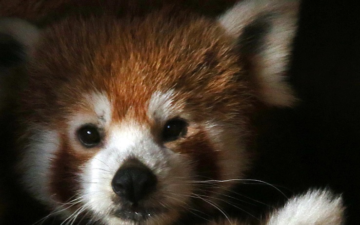 Atene, cucciolo di panda rosso nato allo zoo. Foto | Sky TG24