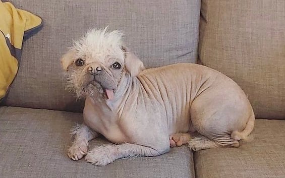 Peggy, il cane considerato il più brutto del Regno Unito | Sky TG24