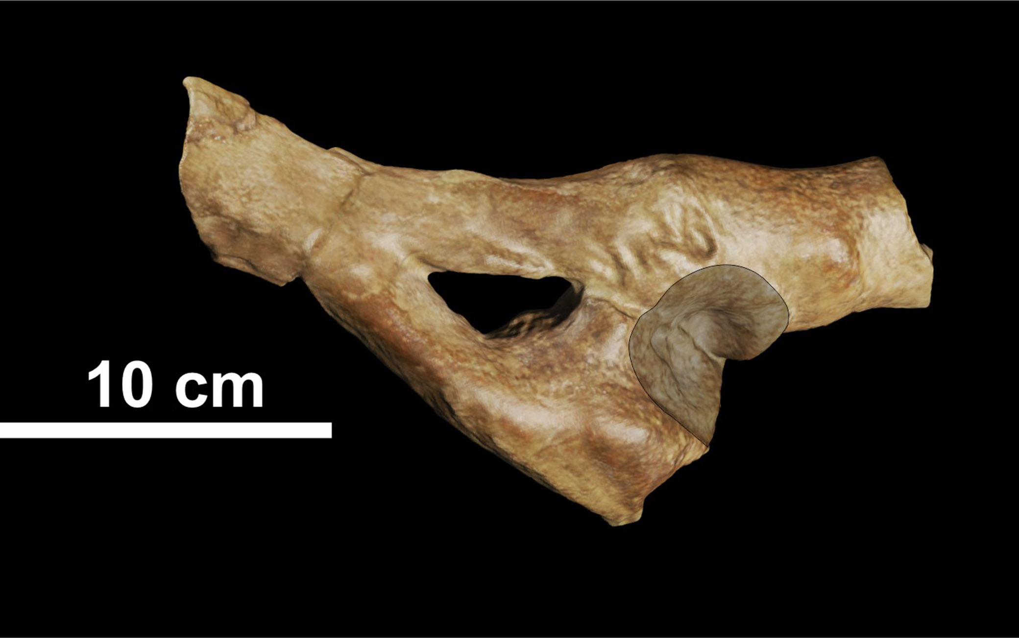 Perucetus colossus, animale più pesante mai esistito scoperto in Perù ...