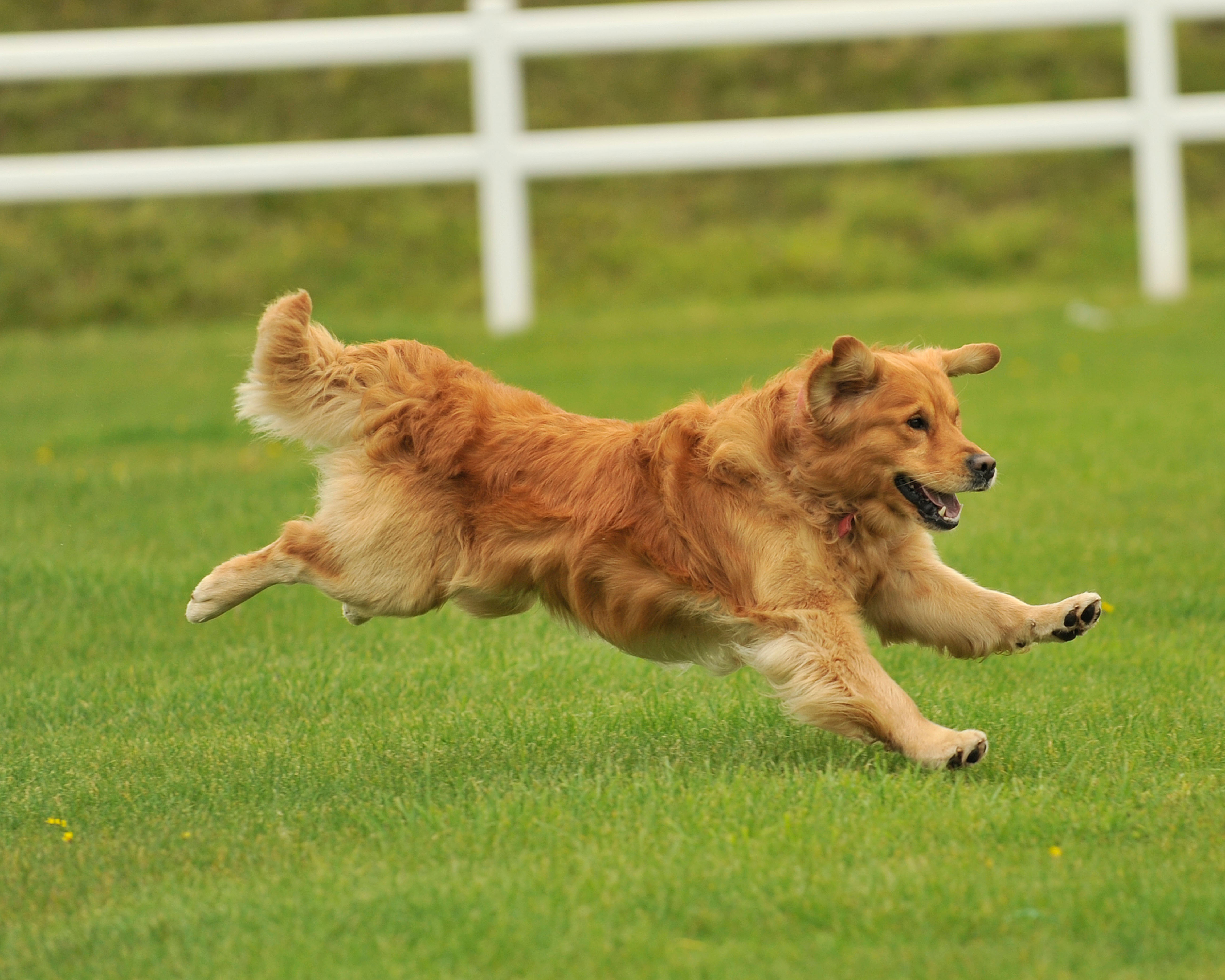 Golden Retriever, tutte le caratteristiche fisiche e caratteriali della ...