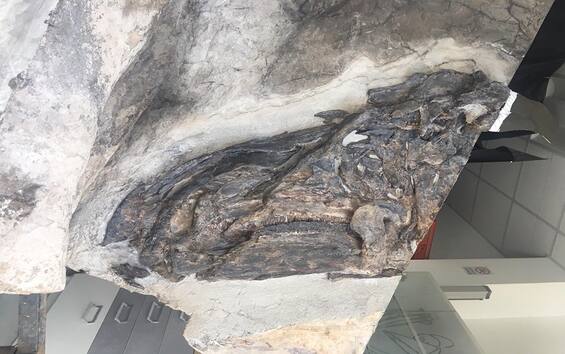 Bruno, il dinosauro più grande d'Italia si presenta al pubblico | Sky TG24