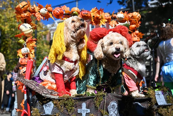 Halloween Dog Parade 2023, a New York sfilata di cani in costume. FOTO ...