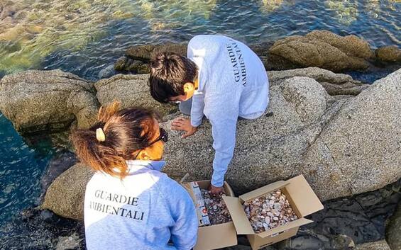 Spiagge sarde depredate: 900kg sabbia tornano a Villasimius | Sky TG24