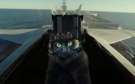 Top Gun with a Cat, tutto ciò che c'è da sapere sulla versione felina ...