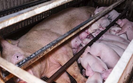 Alimenti con tracce di carne di maiale: quali sono e come riconoscerli ...