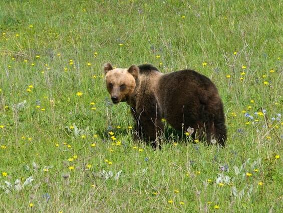 Orsi: come funziona lo spray anti-orso in arrivo in Trentino | Sky TG24