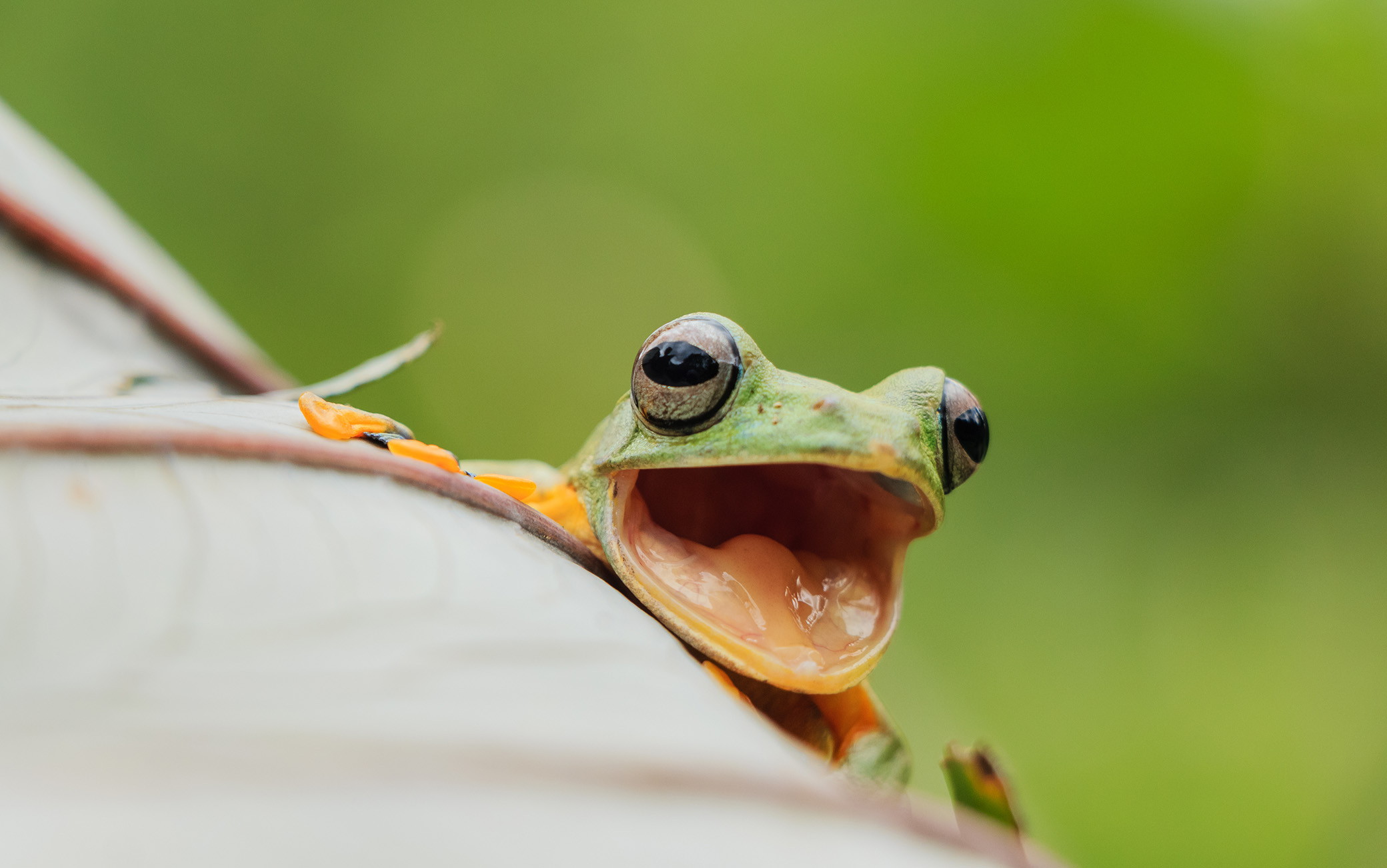 Gli animali ridono, sono 65 le specie che lo sanno fare. Lo studio ...