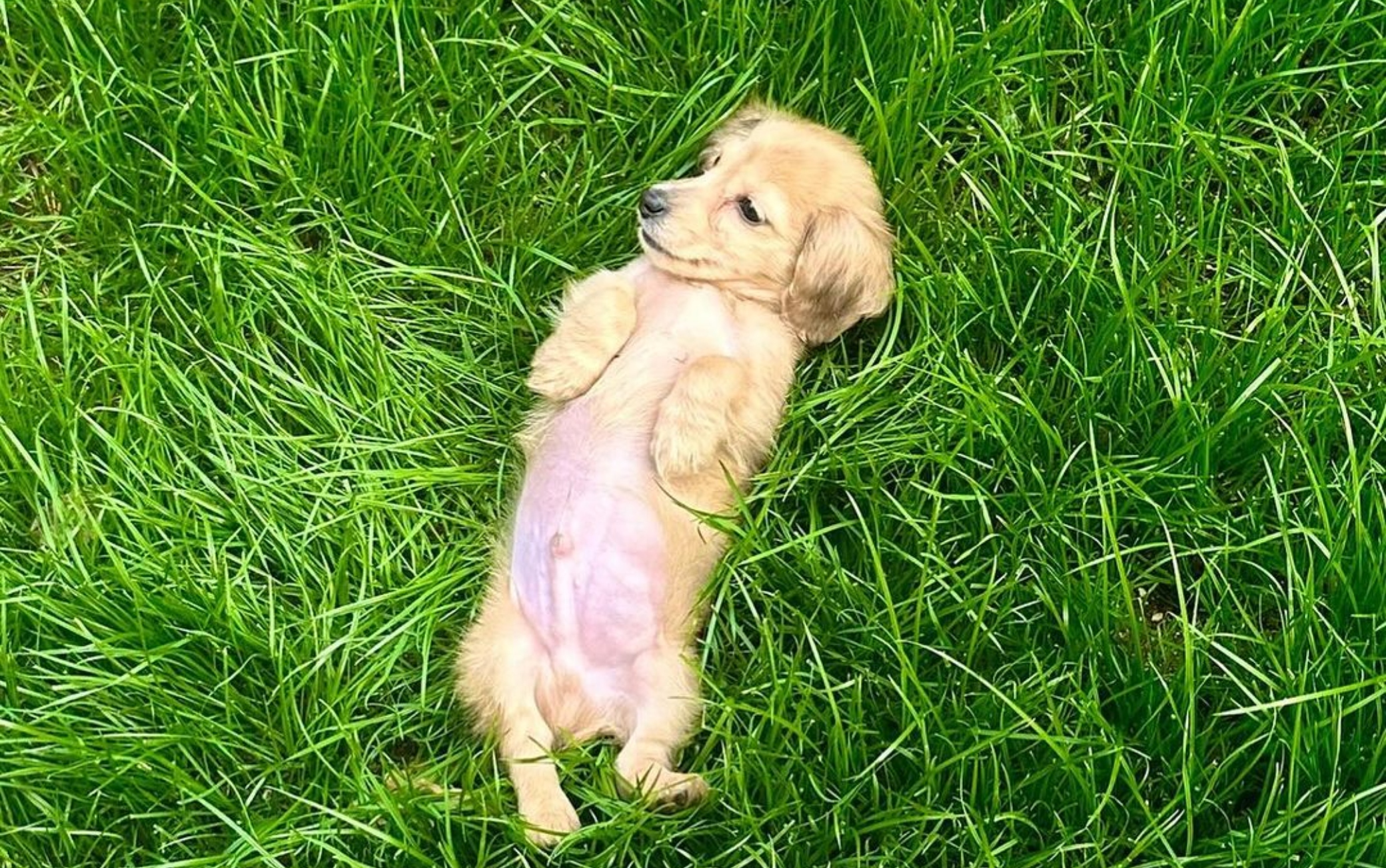 F1, Leclerc (Ferrari) presenta il suo cane Leo sui social. Foto | Sky Sport