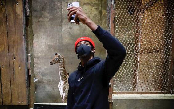 NBA, Ja Morant incontra la giraffa chiamata Ja Raffe in suo onore ...