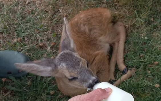 Incendio Bibione: messo in salvo un cucciolo di capriolo | Sky TG24
