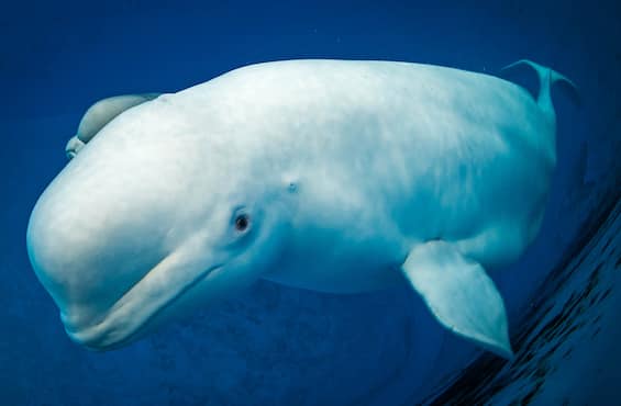 Hvaldimir, il beluga spia della Russia in realtà sarebbe stata una 'guardia' | Sky TG24
