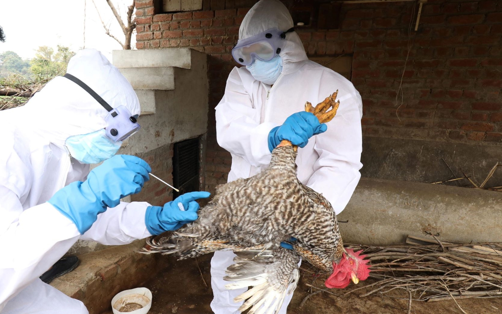 Influenza aviaria, centinaia di gabbiani morti a Desenzano | Sky TG24