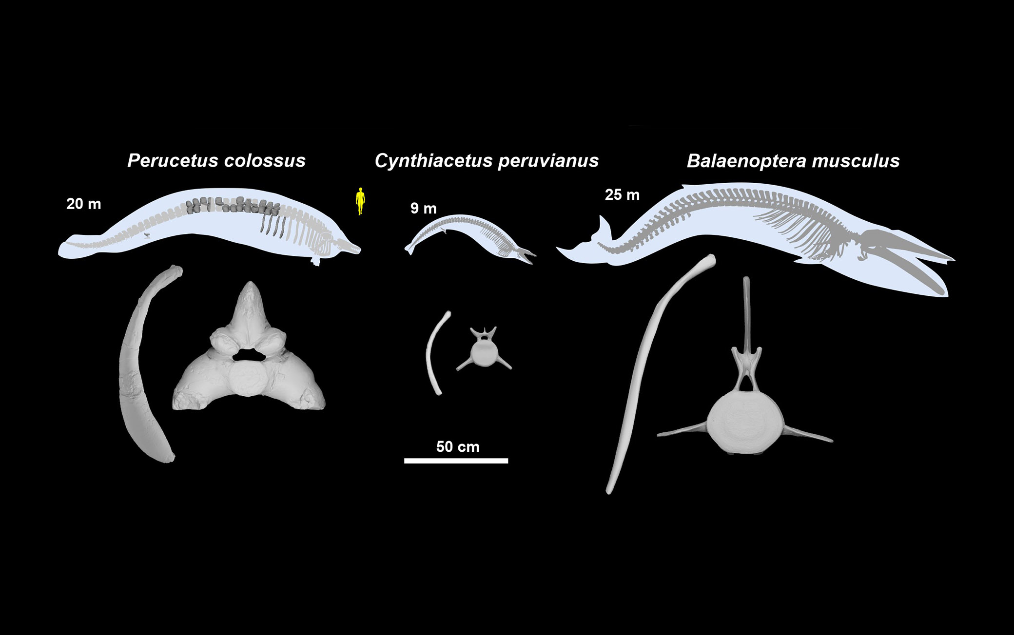 Perucetus colossus, animale più pesante mai esistito scoperto in Perù ...