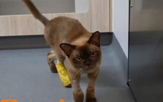 Pablo, il gatto che è sopravvissuto a un lavaggio in lavatrice di 55 ...