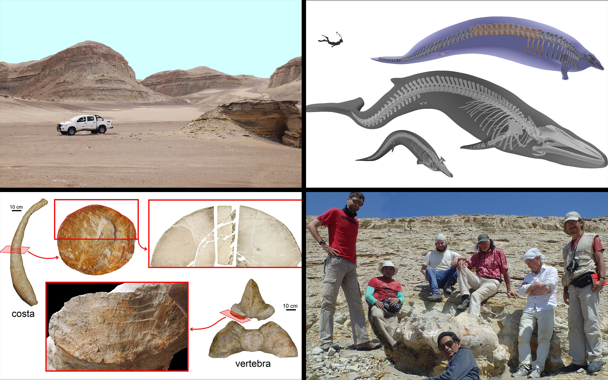 Perucetus colossus, animale più pesante mai esistito scoperto in Perù ...