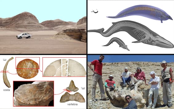 Perucetus colossus, animale più pesante mai esistito scoperto in Perù ...