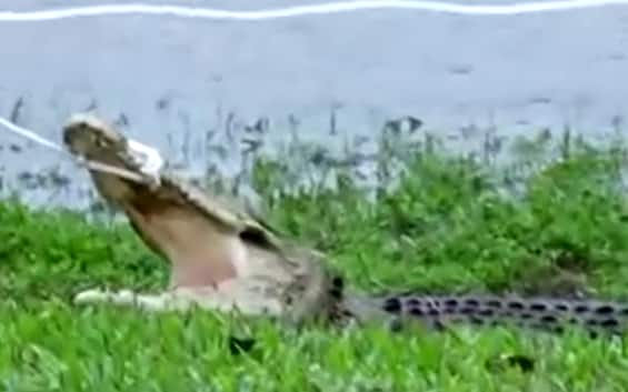Australia Flood In Queensland A Crocodile Swims In The City Video