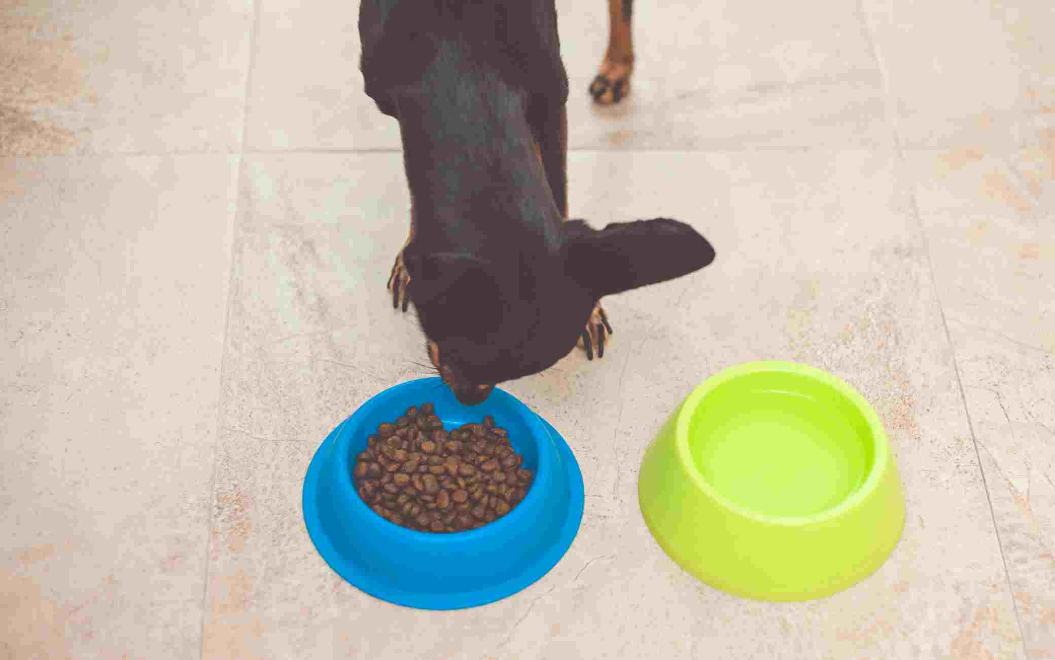 Crocchette per cani, quali sono le migliori | Sky TG24
