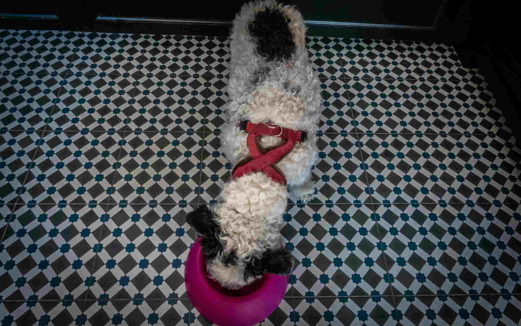 Crocchette per cani, quali sono le migliori | Sky TG24