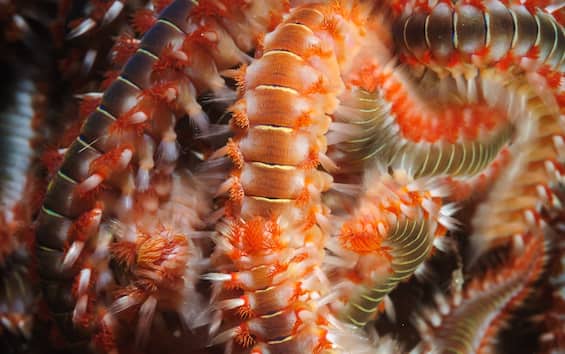 Vermocane, i vermi carnivori e velenosi che proliferano a causa del ...
