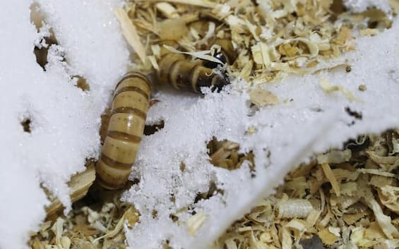 Mosca assassina mangiauomini, cosa sapere e quali sono i rischi legati ...