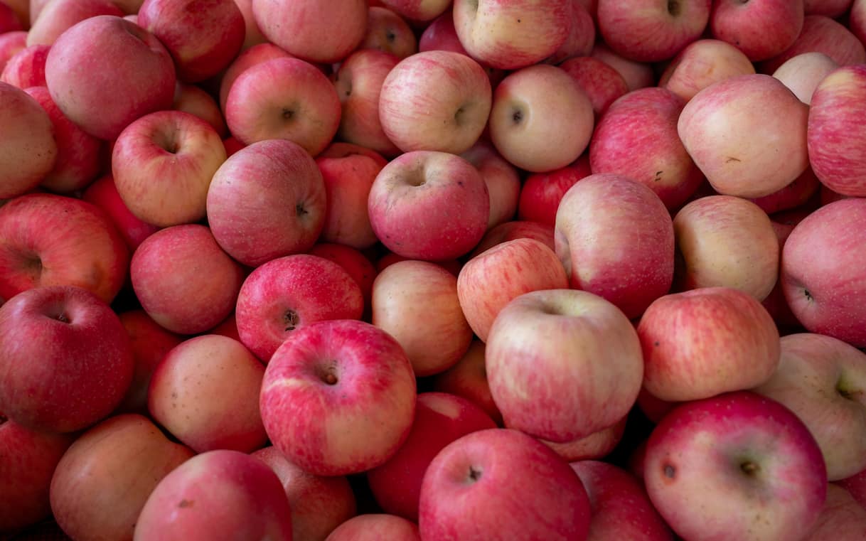 Salute, la mela rosa marchigiana ha effetti antinfiammatori. Lo studio ...