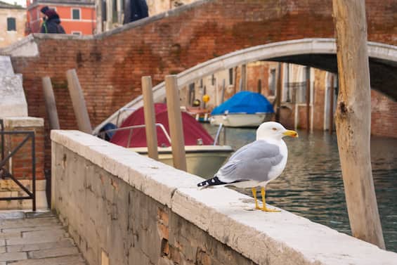 Venezia, nasce una guida bilingue per convivere con i gabbiani reali