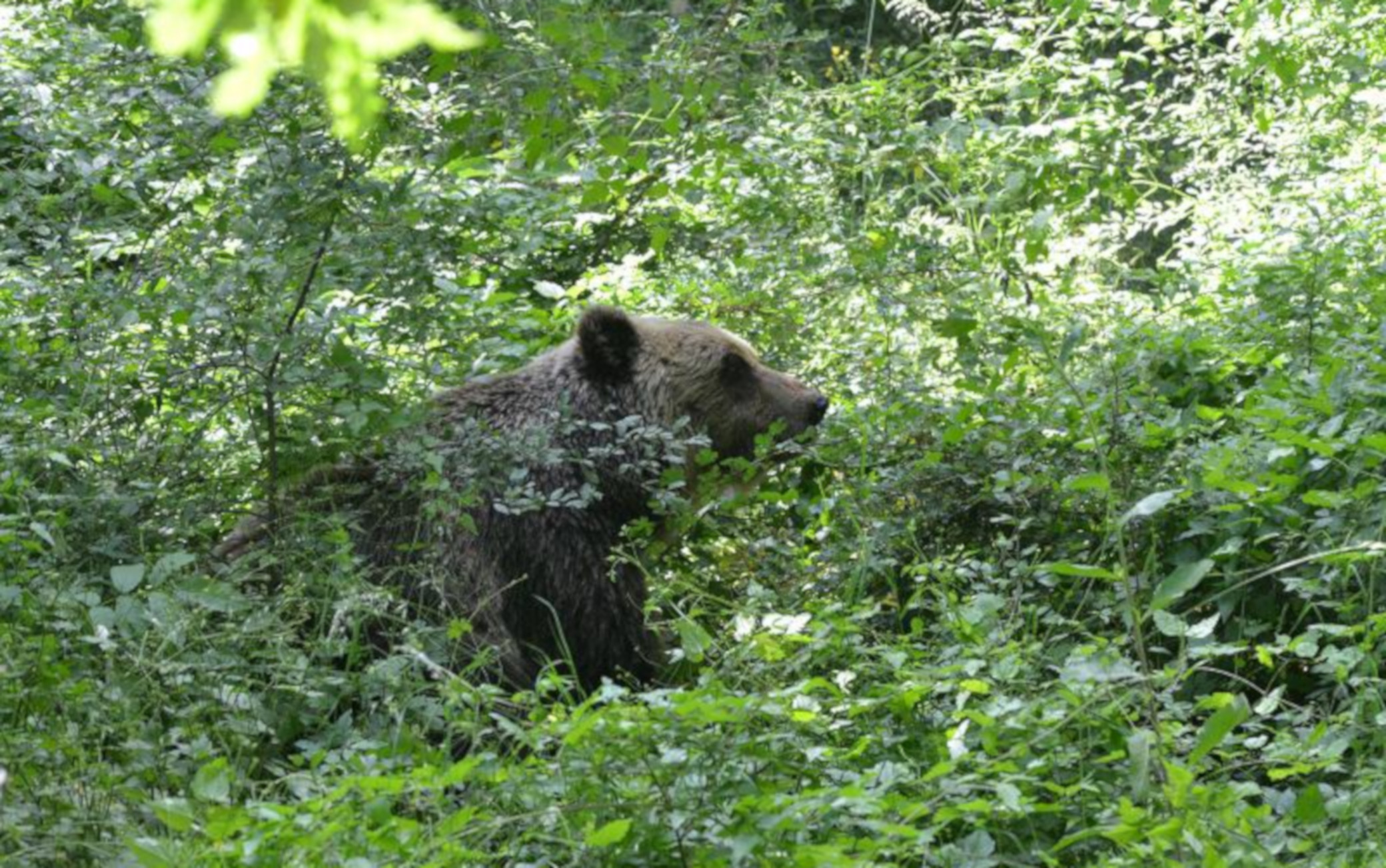 Orsi: come funziona lo spray anti-orso in arrivo in Trentino | Sky TG24