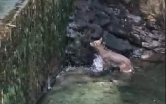 Oipa chiede via libera al salvataggio di un capriolo | Sky TG24