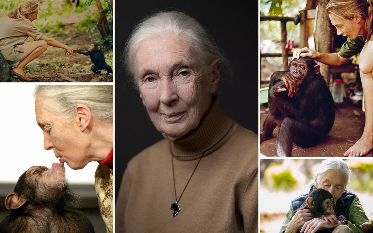 Morta Jane Goodall, 10 film da vedere e dove | Sky TG24