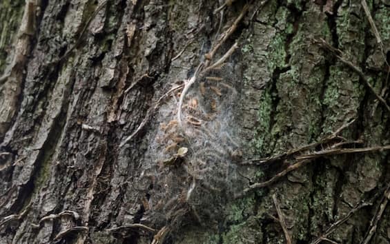 Processionaria, tutto ciò che c’è da sapere sull’insetto del pino | Sky ...