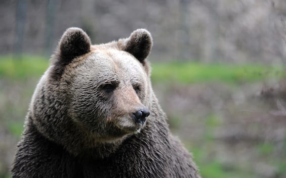 Come difendersi da un orso: consigli su come comportarsi se si incontra ...