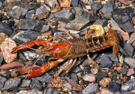 Gambero rosso della Louisiana tra Varese e Como: 'È tra le specie più ...