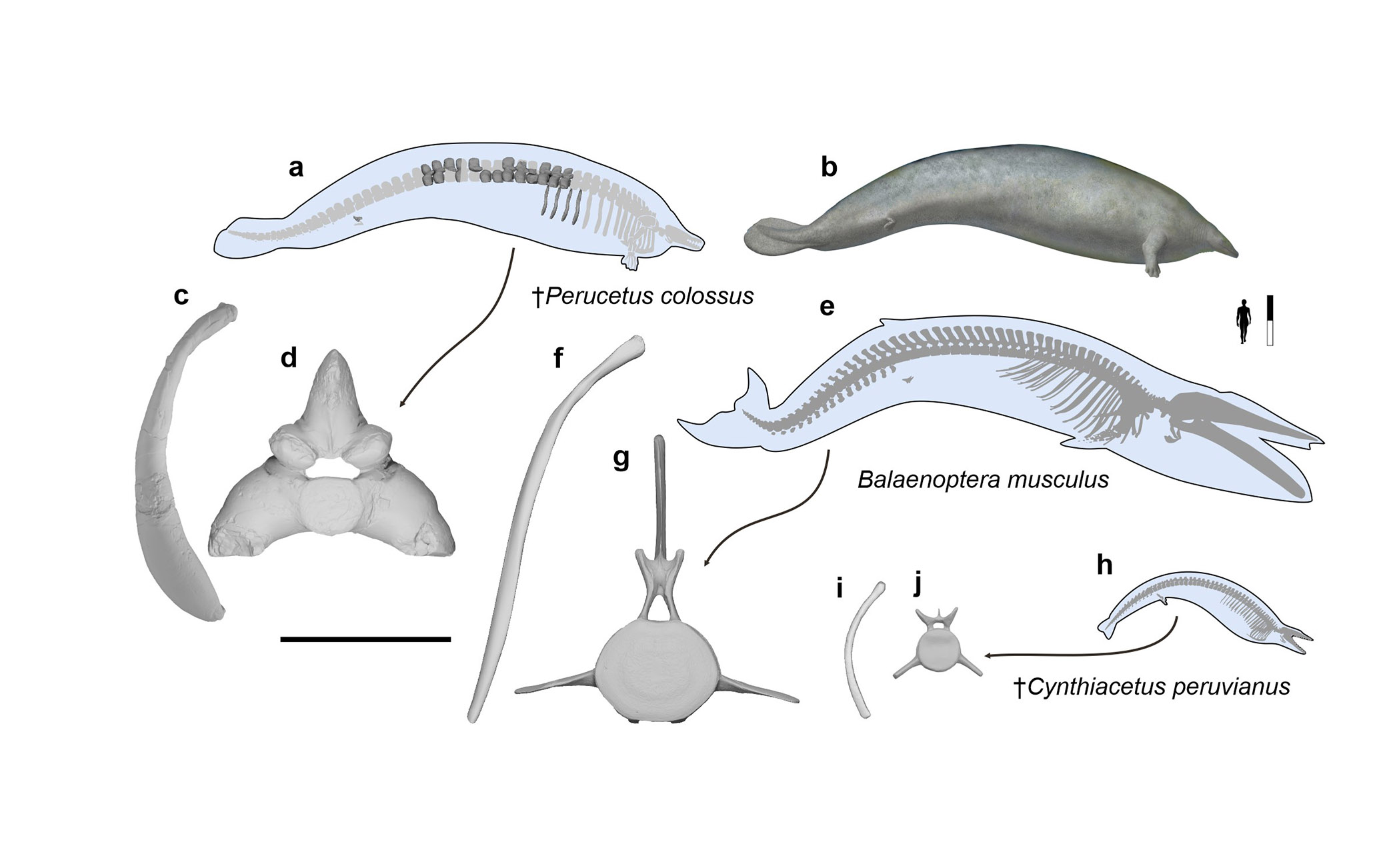 Perucetus colossus, animale più pesante mai esistito scoperto in Perù ...